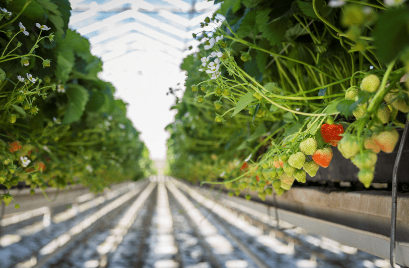 Royal Berry - Trintech